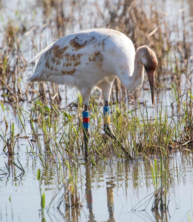 Whooping Crane Eating