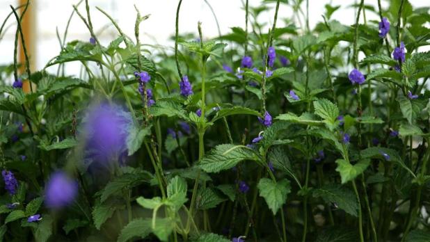 Get It Growing: Porterweed is new La. Super Plant | St. Mary Now